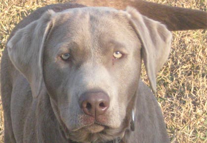 Silver Labradors